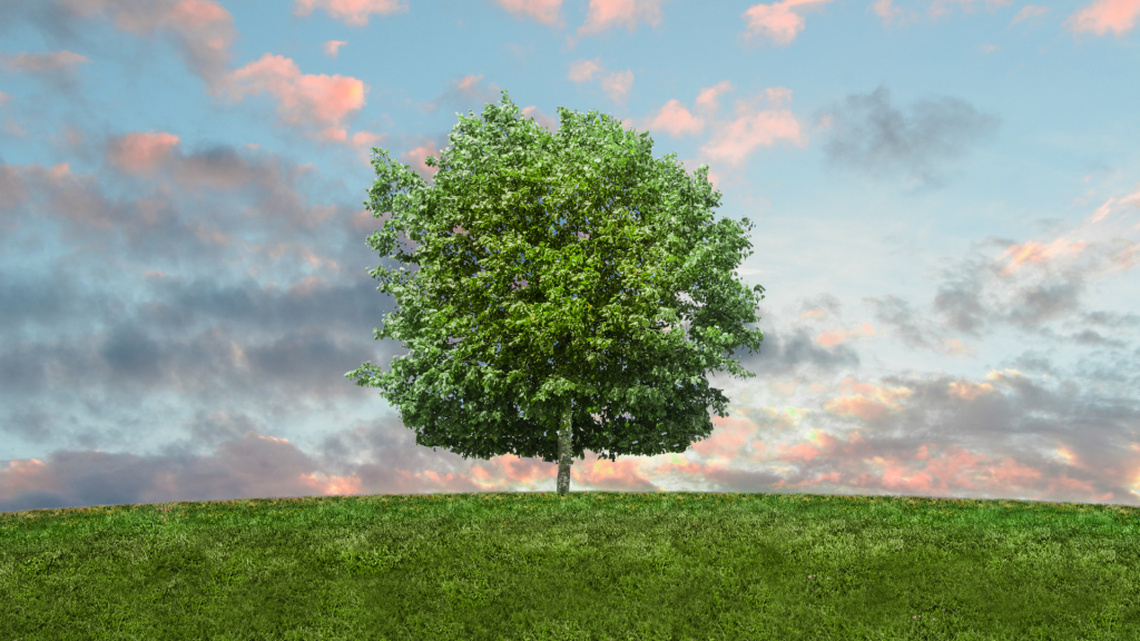 Be in nature - Wellbeing benefits - Weston-super-Mare Town Council